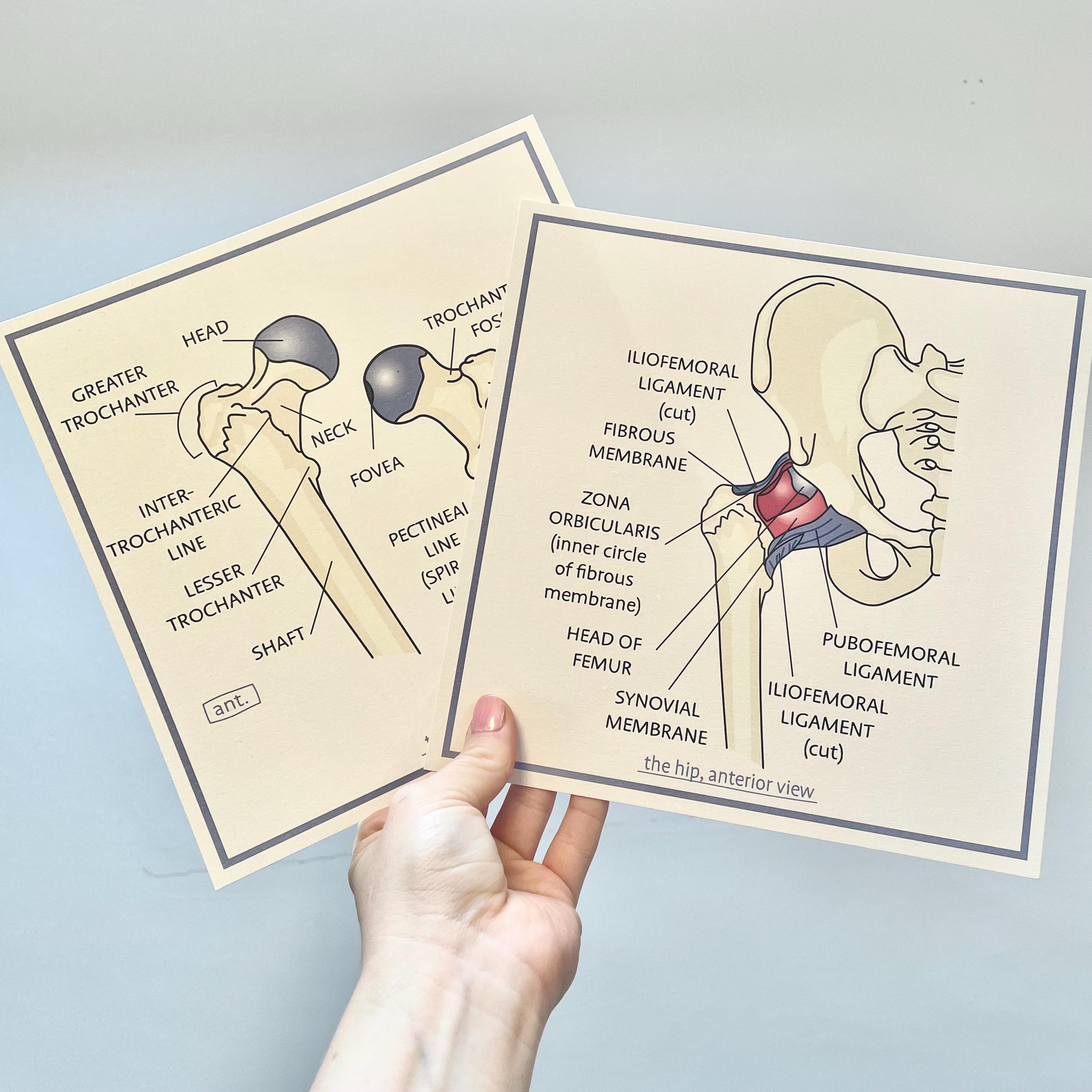 Detailed Hip Anatomy Diagram Artworks for Healthcare Clinics ...
