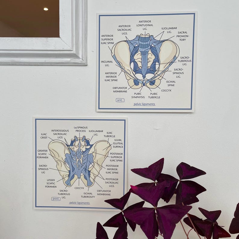 Detailed Pelvic Anatomy Diagram Artworks for Healthcare Clinics ...