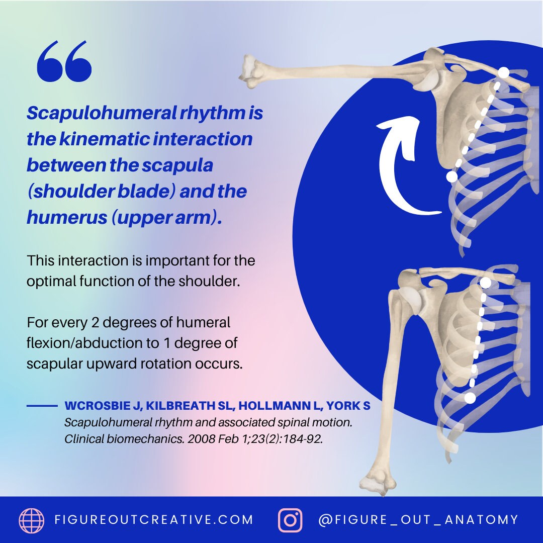 Watercolour Anatomy Illustrated Vectors (use on Canva!) - Osteopathy ...