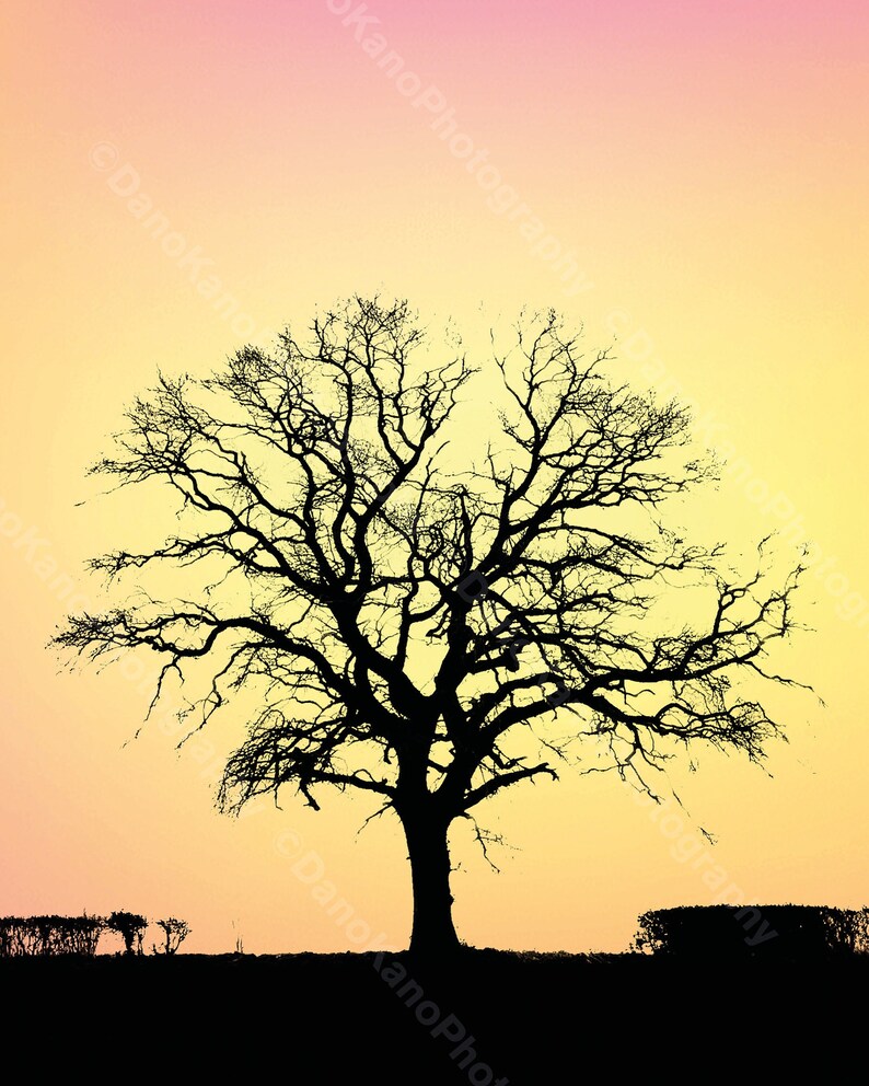 Beautiful Tree Silhouette Set Against a Bright Yellow Sky (digital ...
