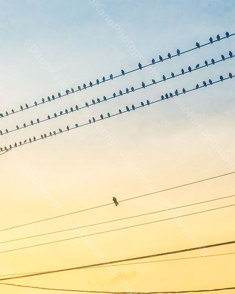 Birds on a Wire Silhouette (digital Download) Home Decor, Wall Art - Etsy