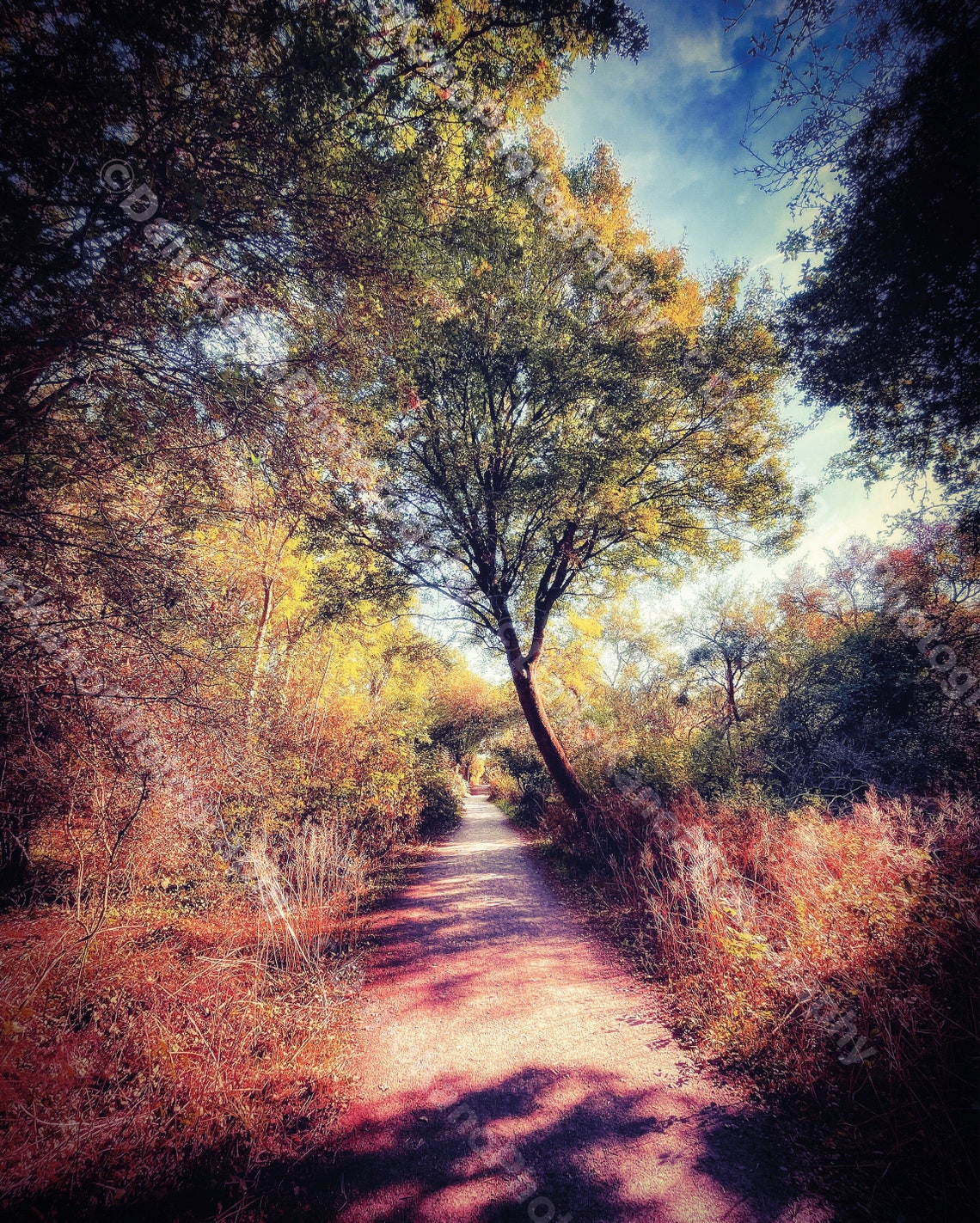 Beautiful Woodland Path. Peter Rabbit Trail, Langdon Nature Discovery ...