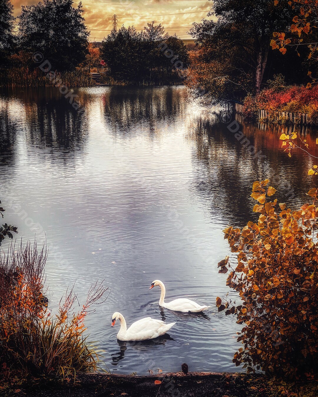 Swans on the Lake, Peter Rabbit Trail, Langdon Nature Discovery Park ...