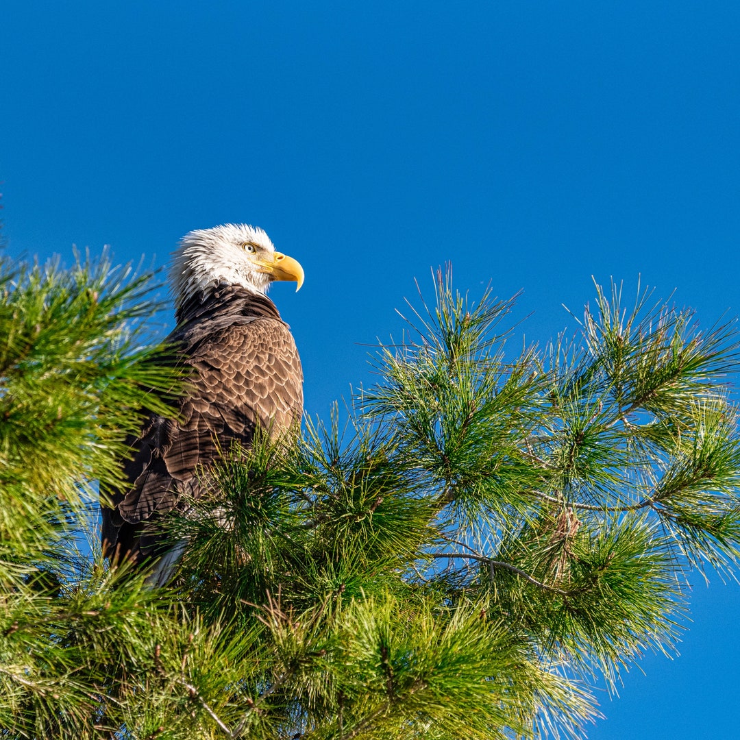 Bird Photography | Bald Eagle | Wildlife Photography | Bird Wall Art ...