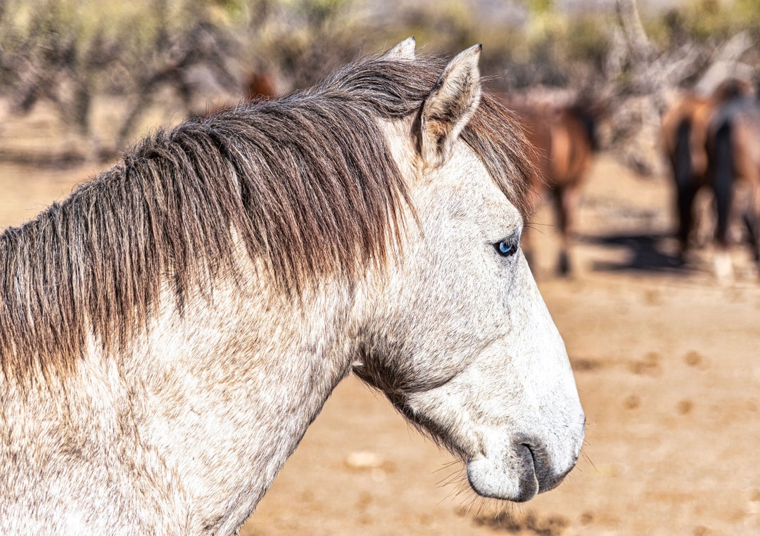 Horse Photography, Wild Horse Photography, Horse Print, Printable Wall ...