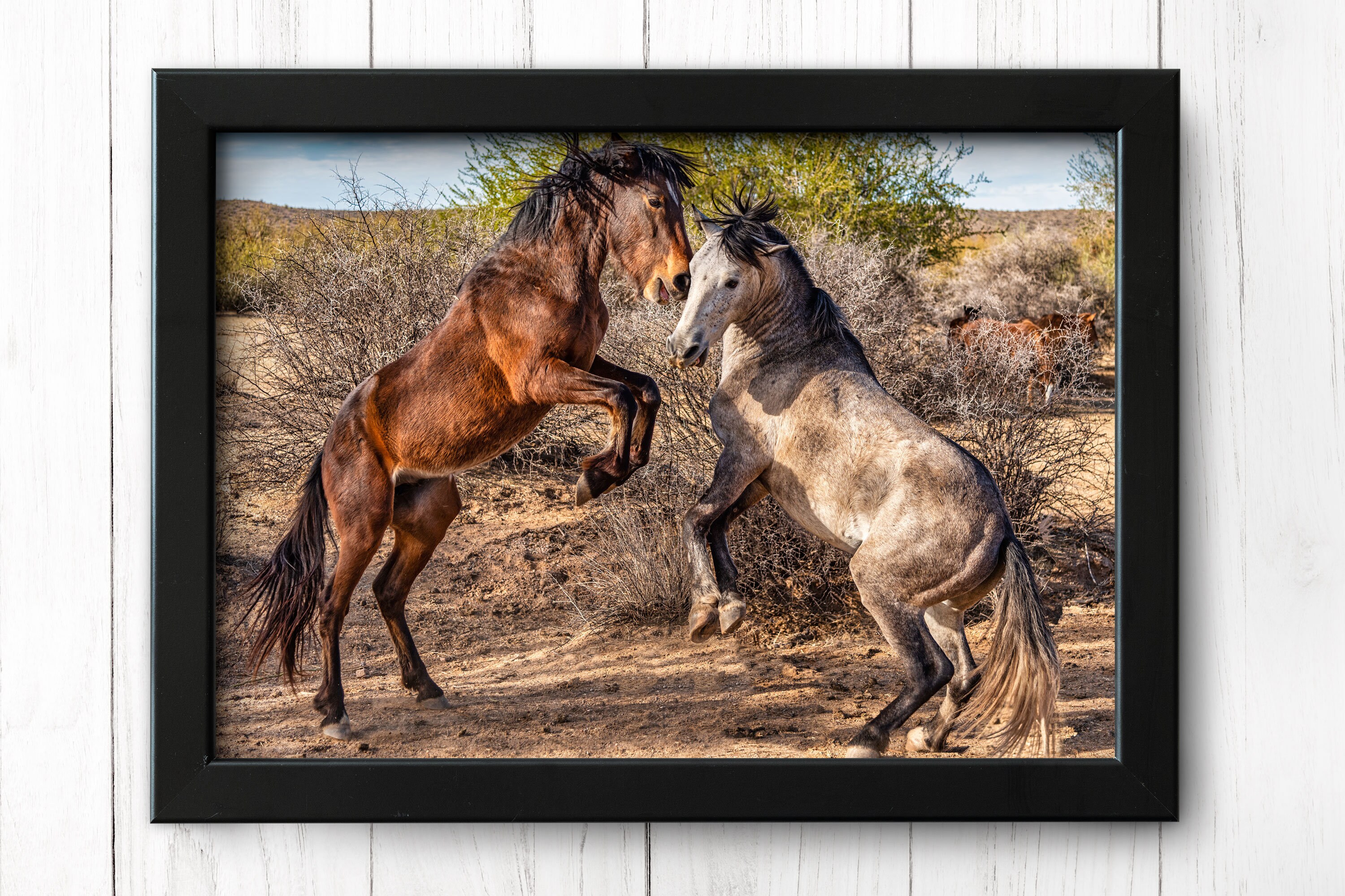 Horse Photography | Wild Mustang Mix up | Downloadable Digital Print ...