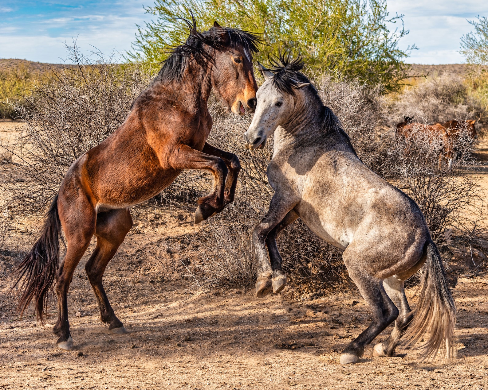 Horse Photography | Wild Mustang Mix up | Downloadable Digital Print ...
