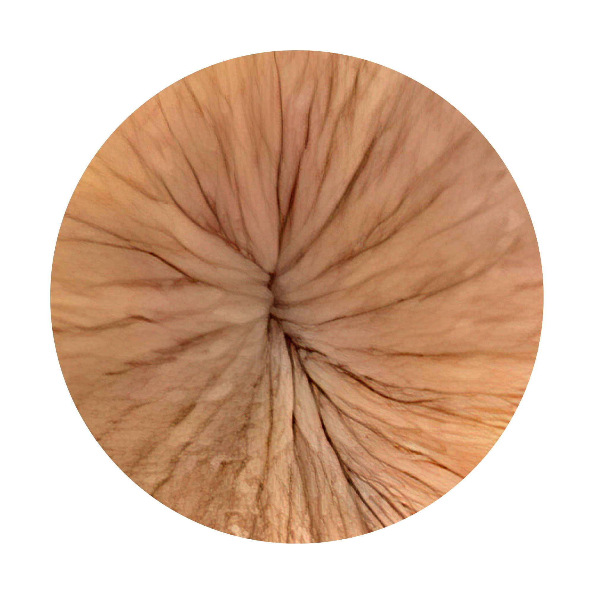 6 Inch Butthole Sticker Free Shipping Premium Removable Vinyl 6 Round
