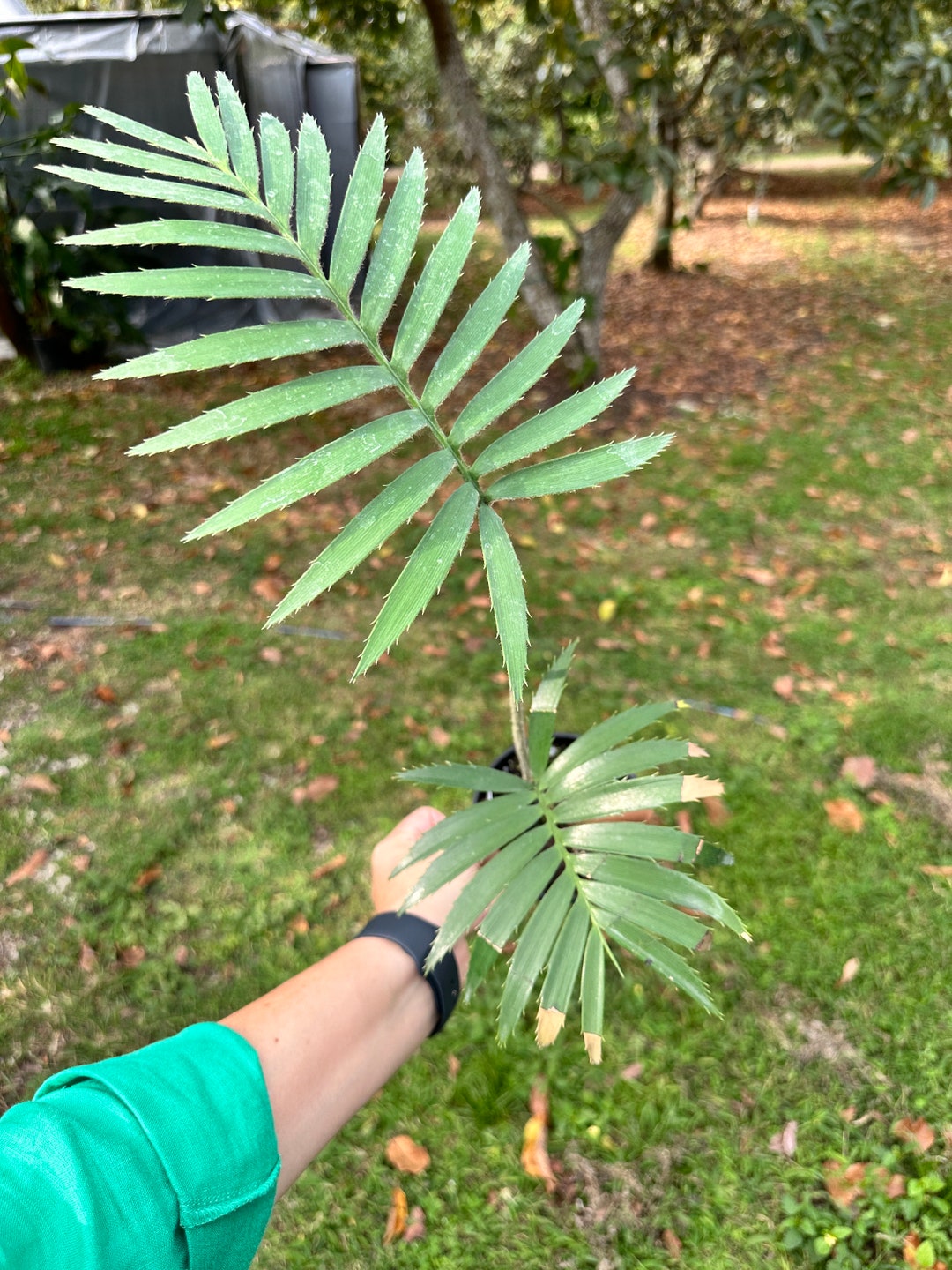 Rare Dioon Rzedowskii Exact Plant / US Seller/ Free Shipping - Etsy