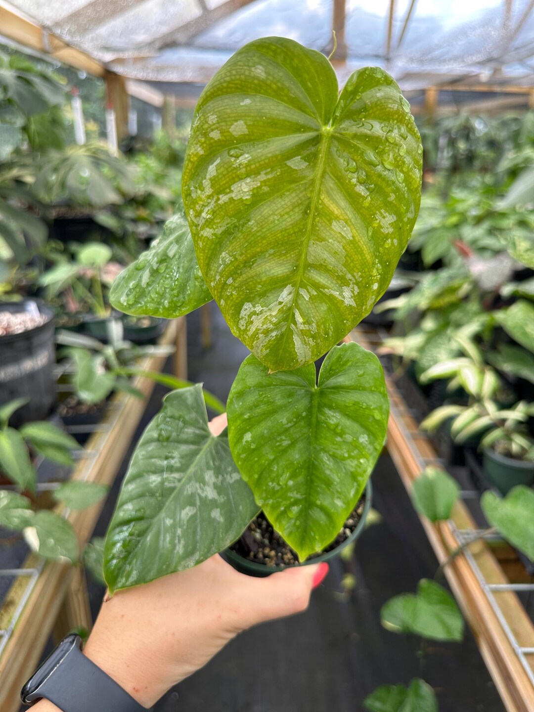 Philodendron Brandtianum AFF wild Form / US Seller/ Free Shipping - Etsy