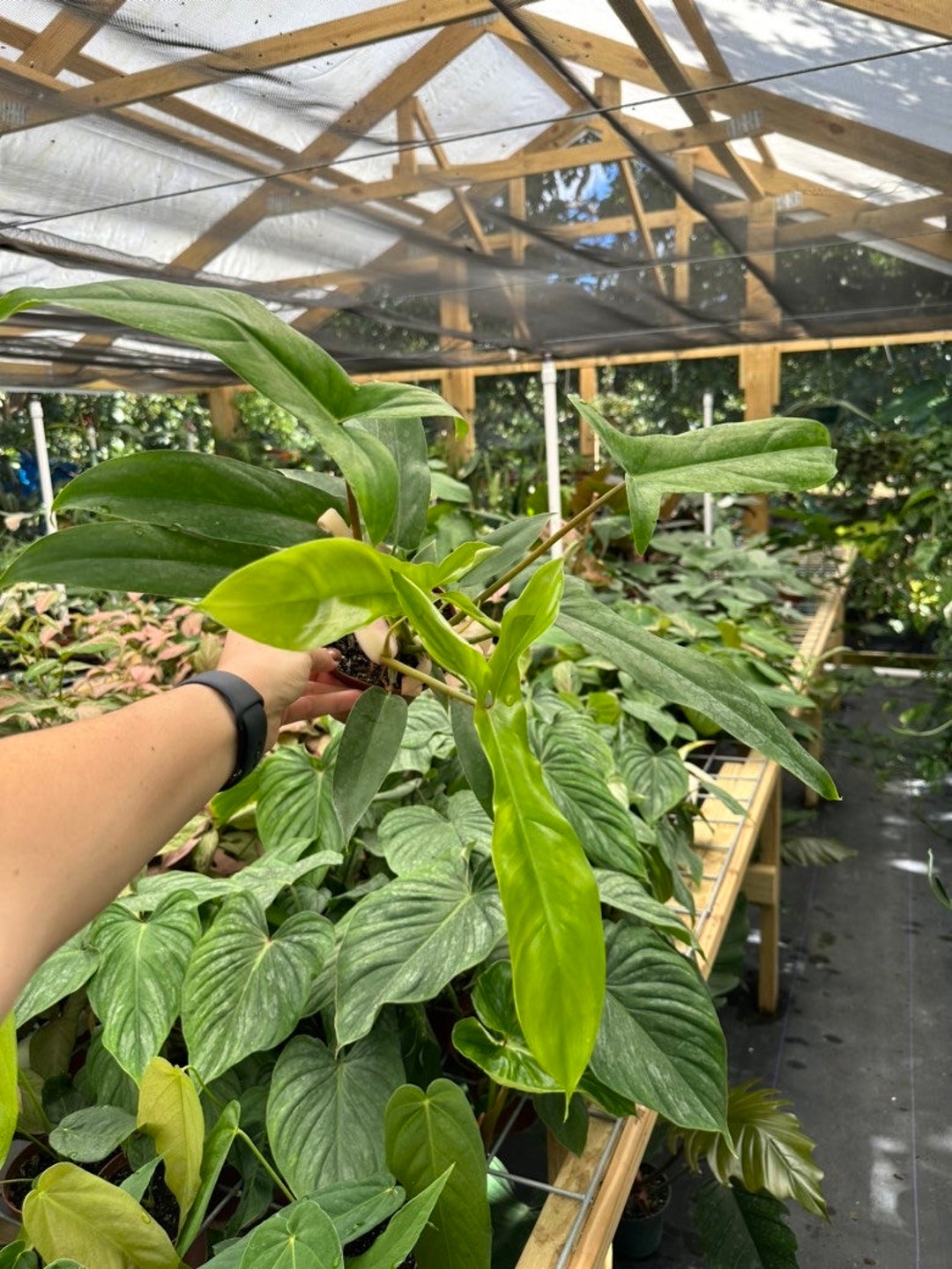 Rare Philodendron 69686 Bette Waterbury/ US Seller/ Free - Etsy