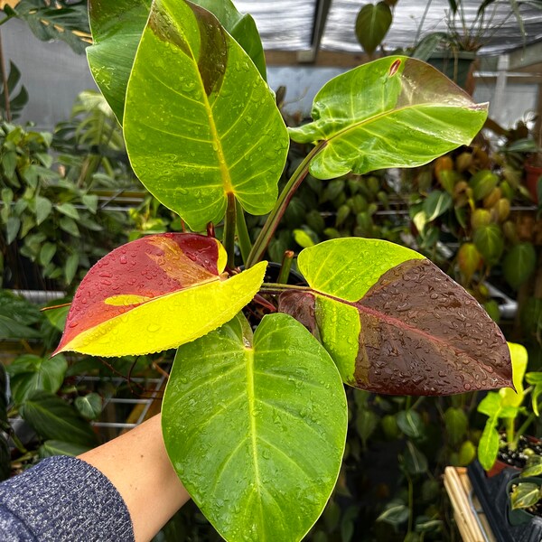 Philodendron Red Emerald - Etsy