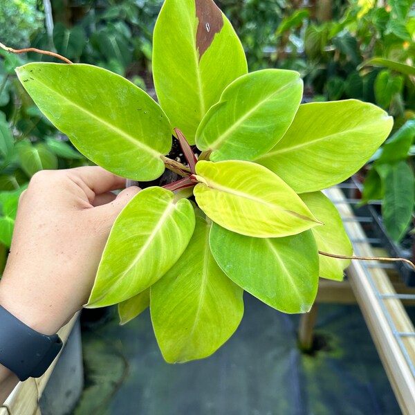 Philodendron Red Emerald - Etsy