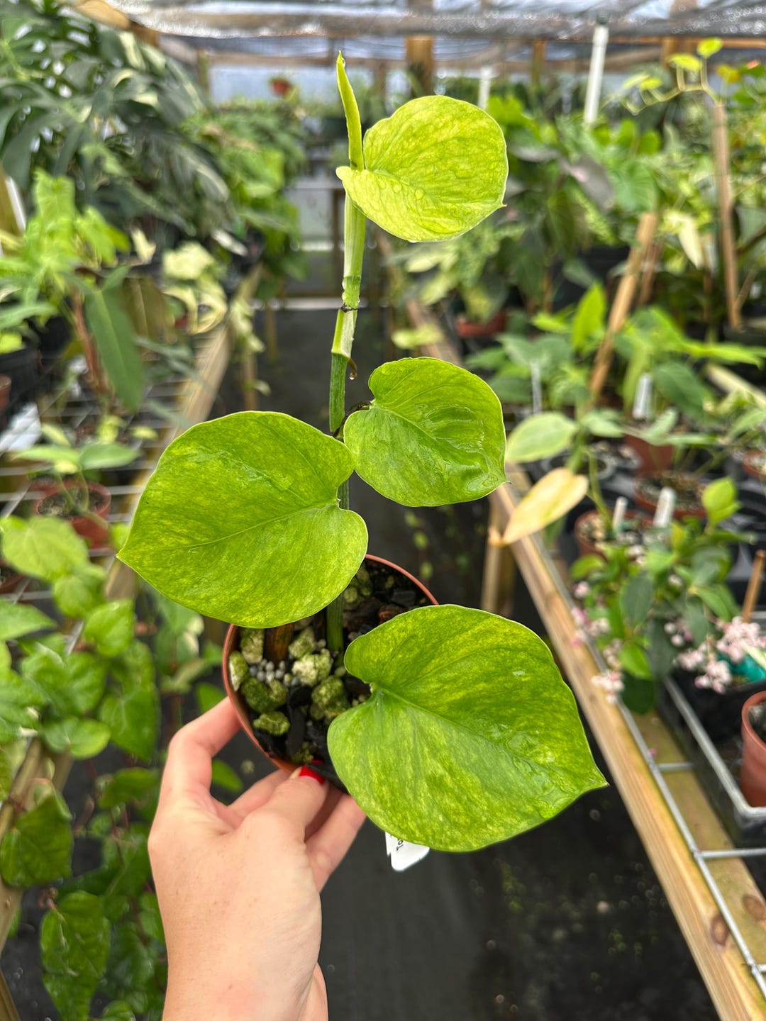 Rare NEW Pothos (epipremnum) Manjula Mint Variegated/ EXACT Plant / US ...