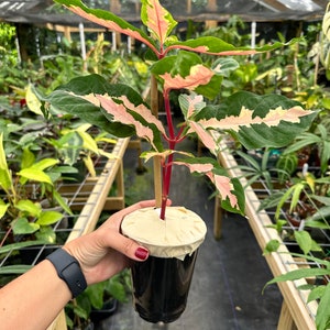 Graptophyllum Pictum / Jamaican Croton/ Free Shipping / US Seller - Etsy