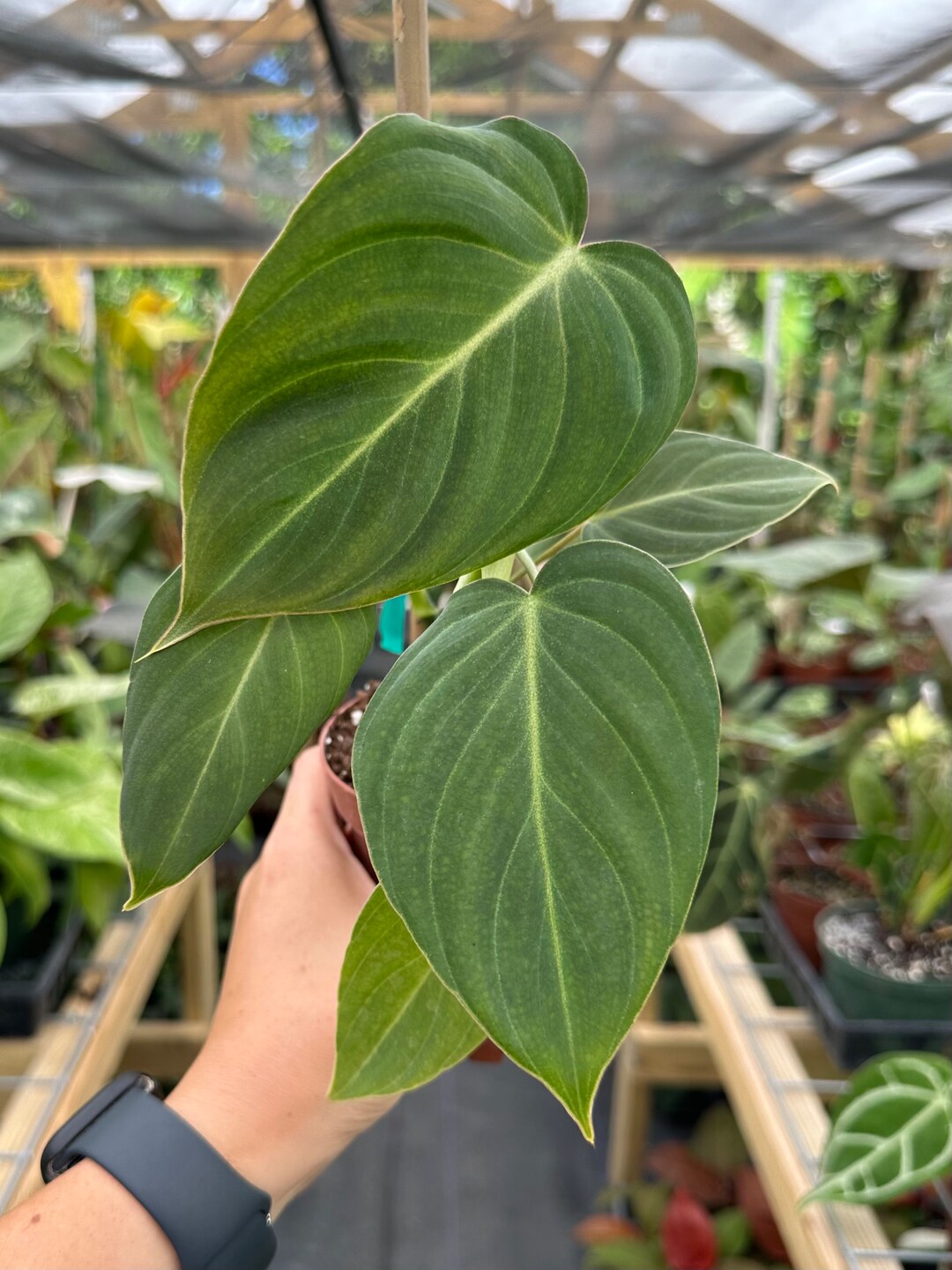 Philodendron Glorious gloriosum X Melanochrysum Hybrid/ US Seller/ Free ...