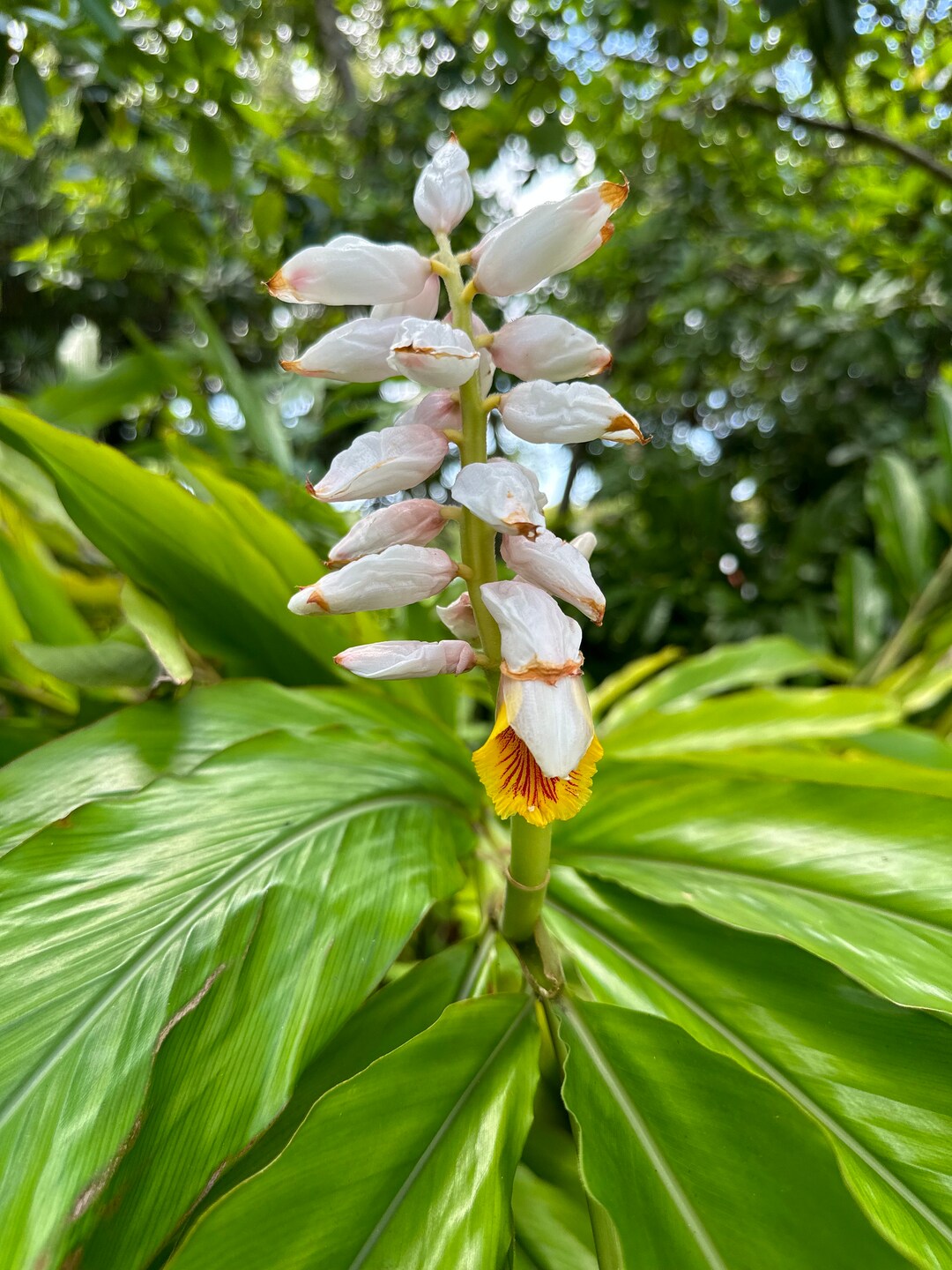 False Cardamom Alpinia Nutans / Live Plant / US Seller/ Free Shipping ...