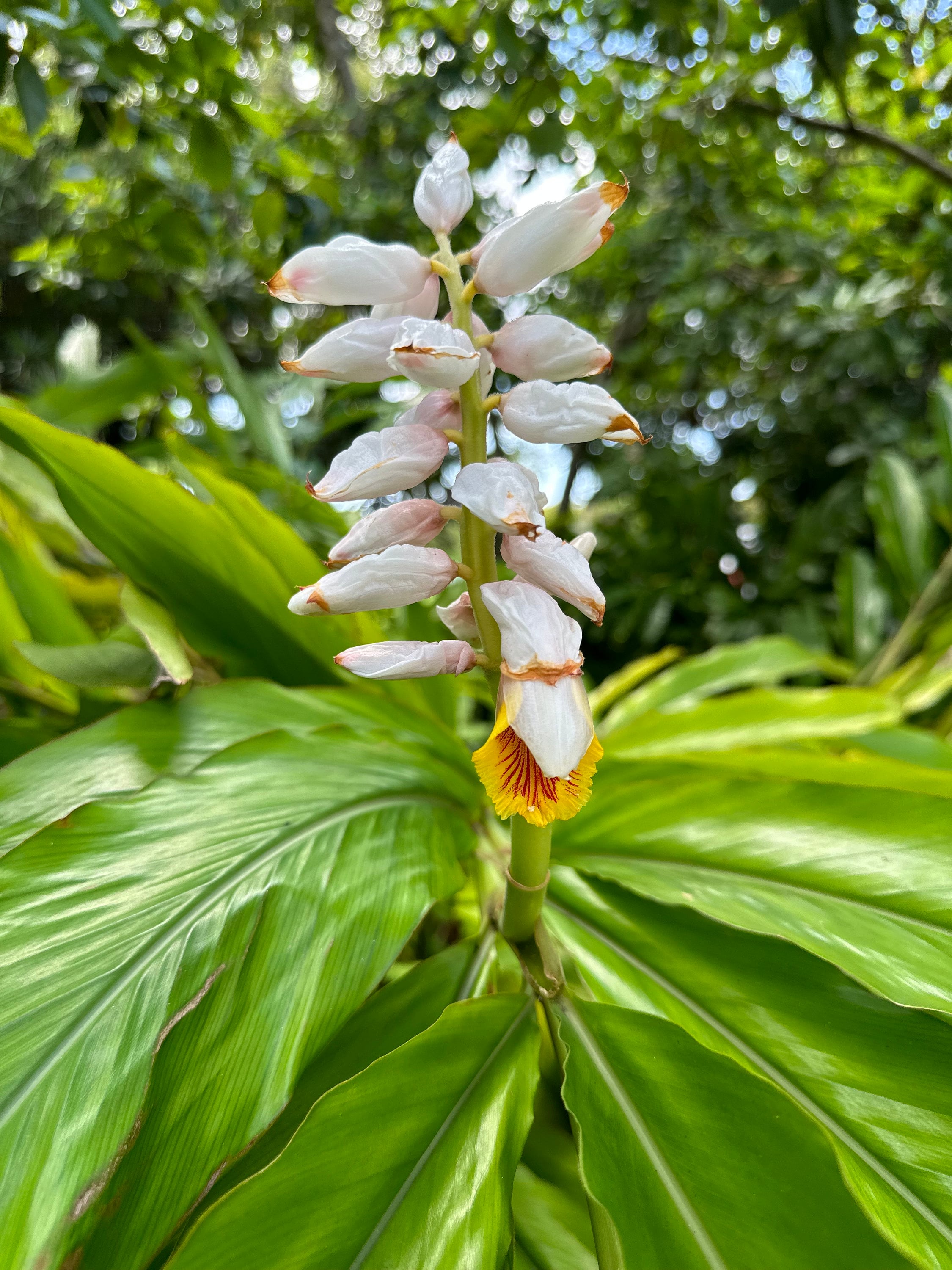 Cardamom Flower