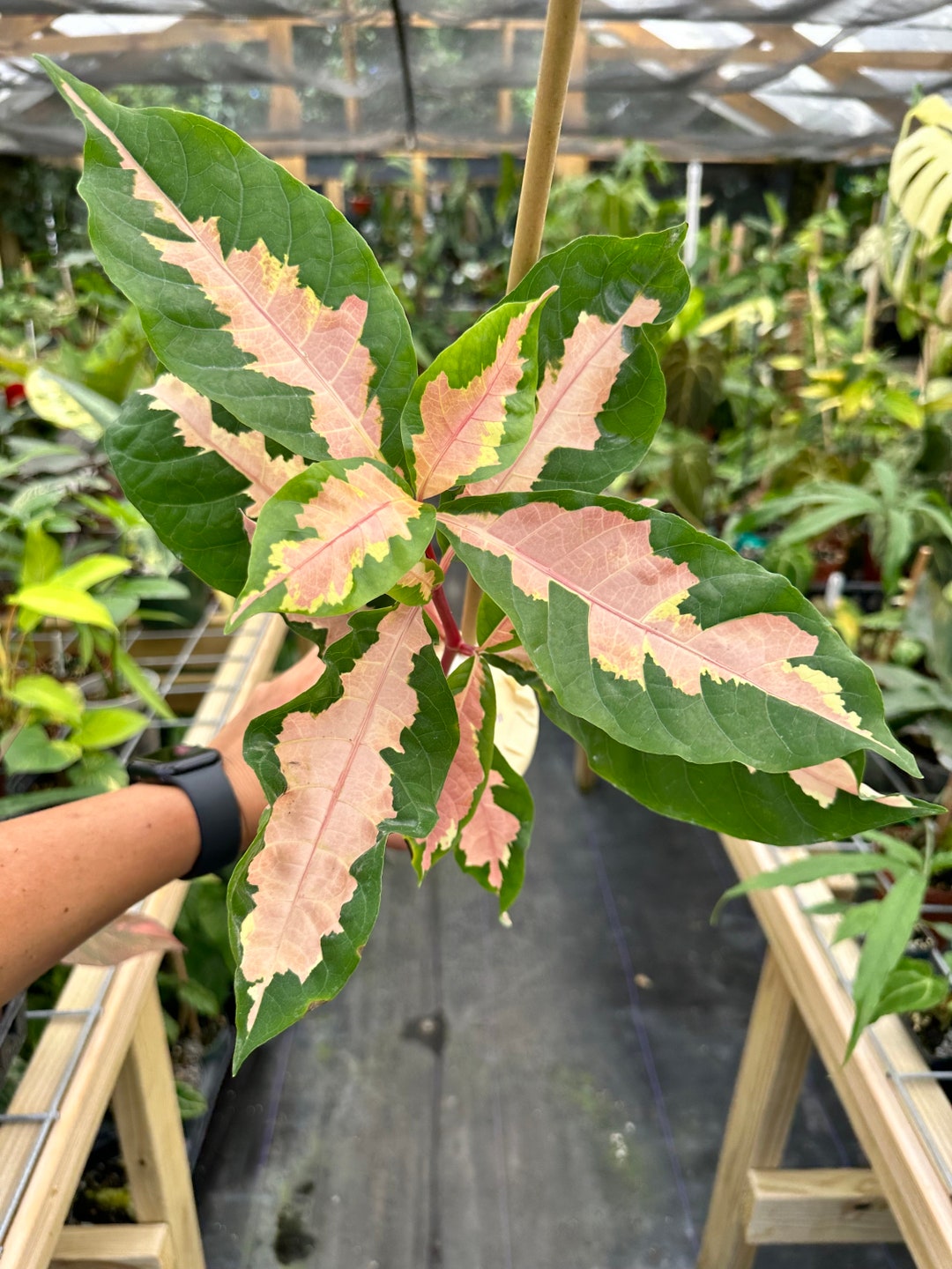Graptophyllum Pictum / Jamaican Croton/ Free Shipping / US Seller - Etsy