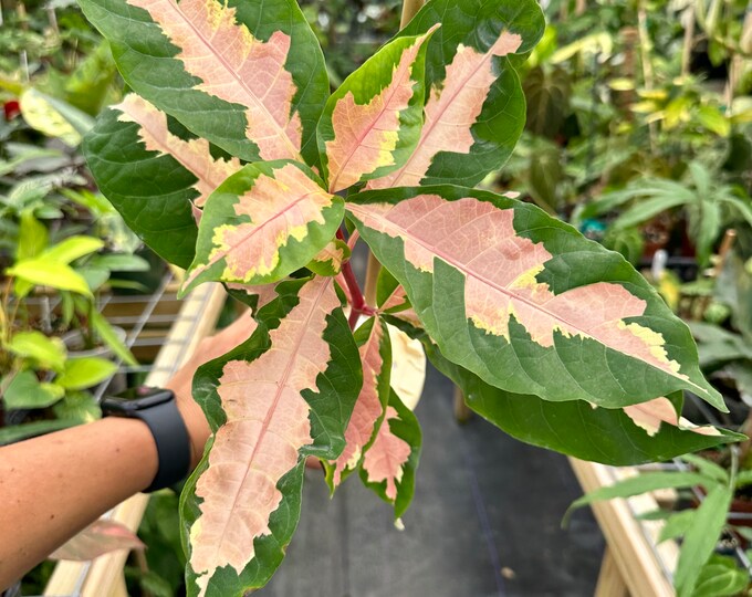 Chocolate JAMAICAN CROTON Graptophyllum Pictum 3 4 Rooted Cutting ...