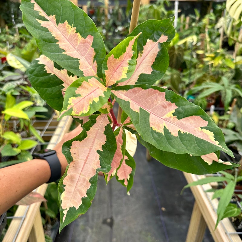 Croton - Etsy