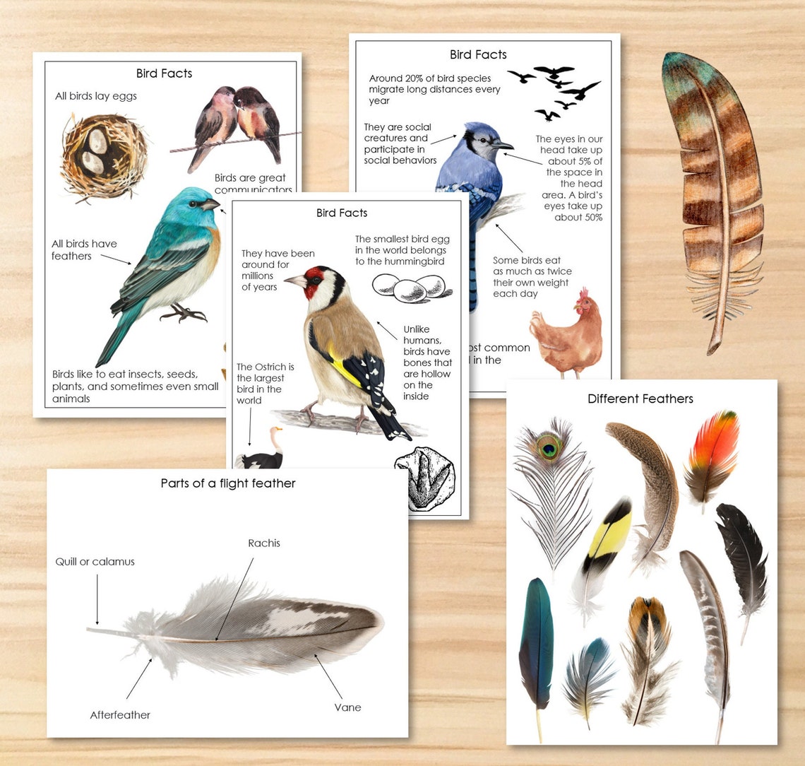 Birds of the World (english) - Etsy