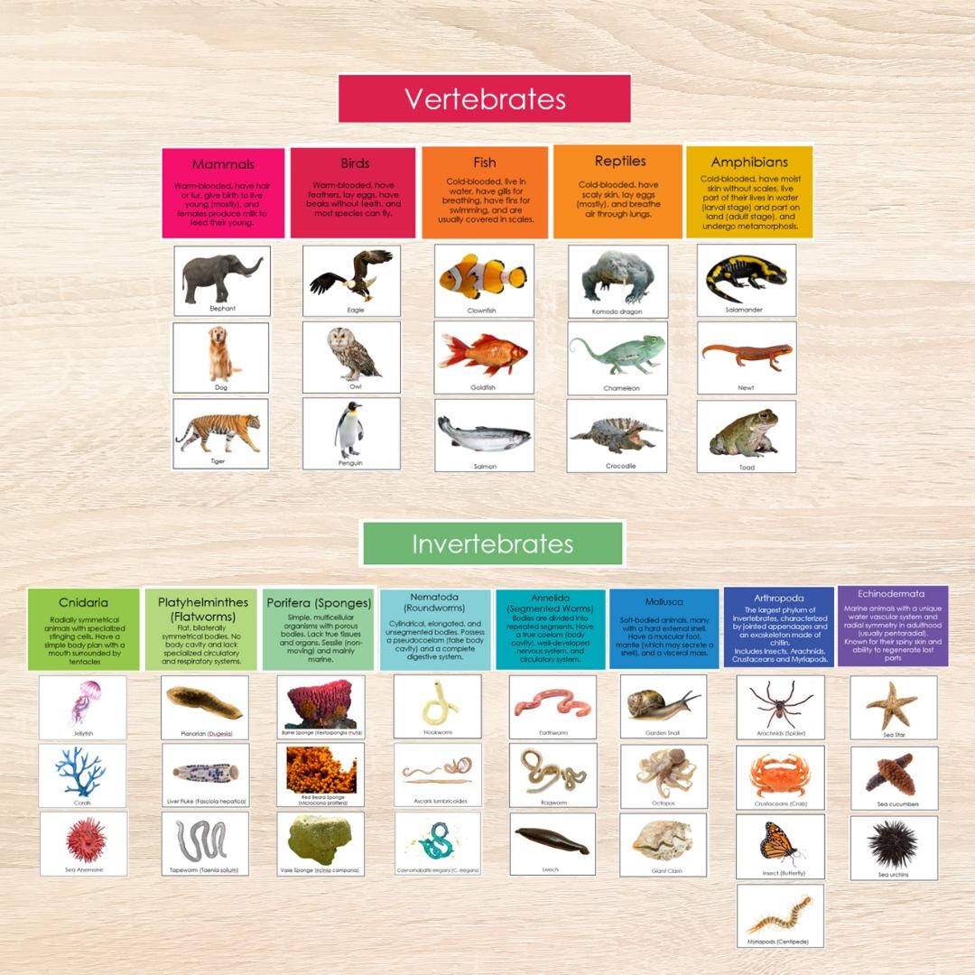 Animal Kingdom Vertebrates and Invertebrates (english Unit) - Etsy