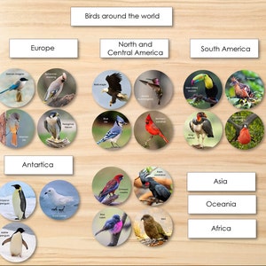 Birds of the World (english) - Etsy