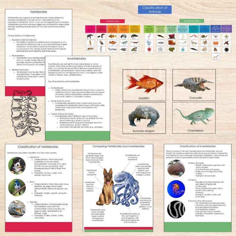 Animal Kingdom Vertebrates and Invertebrates (english Unit) - Etsy