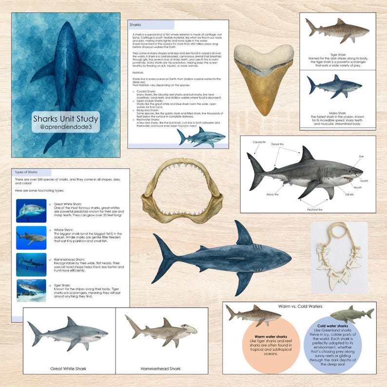 Sharks Unit Study - Etsy