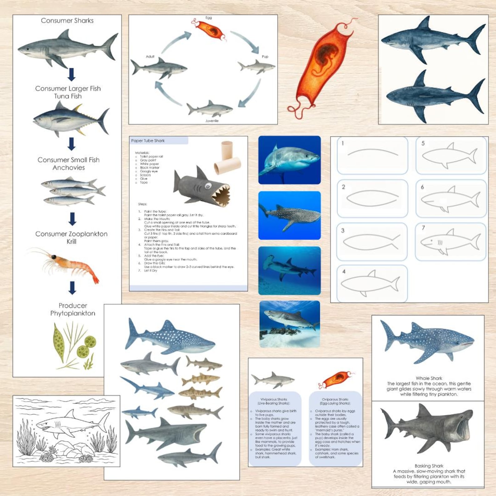 Sharks Unit Study - Etsy