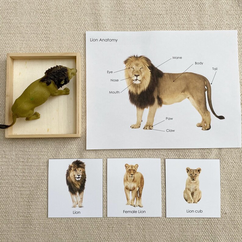 Africa - Unit Study (english) - Etsy