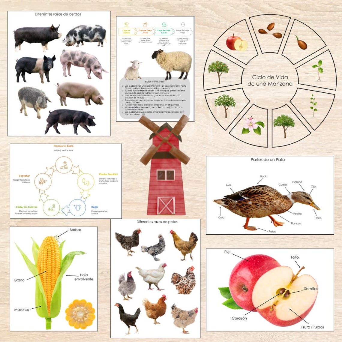 La Granja Unidad De Estudio (español) - Etsy