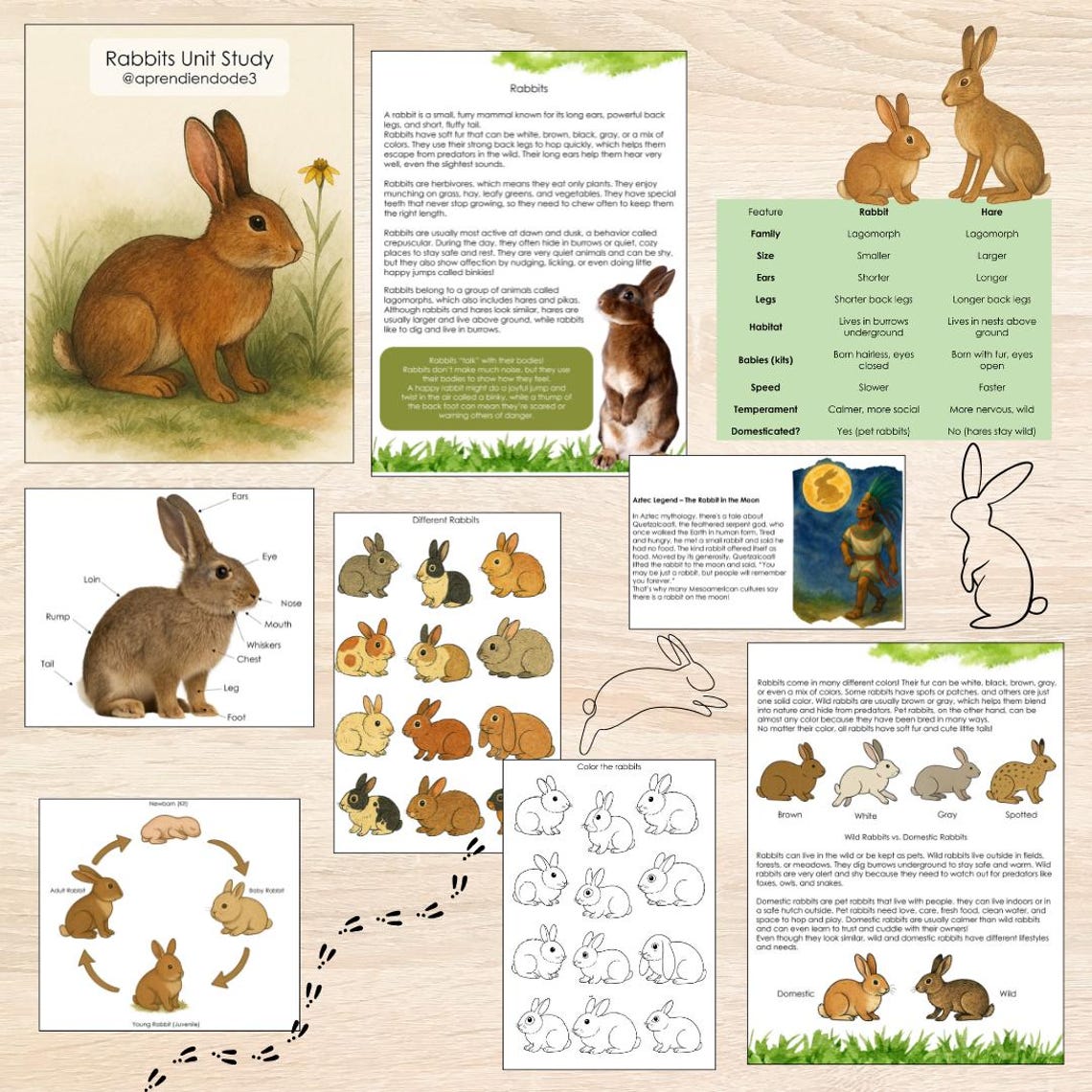 Rabbit Unit Study - Etsy