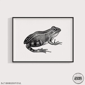 Pool Frog Print, Frog Wall Art, 8x10 / 8x8 / 5x7, Amphibian Poster ...