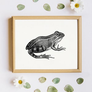 Pool Frog Print, Frog Wall Art, 8x10 / 8x8 / 5x7, Amphibian Poster ...