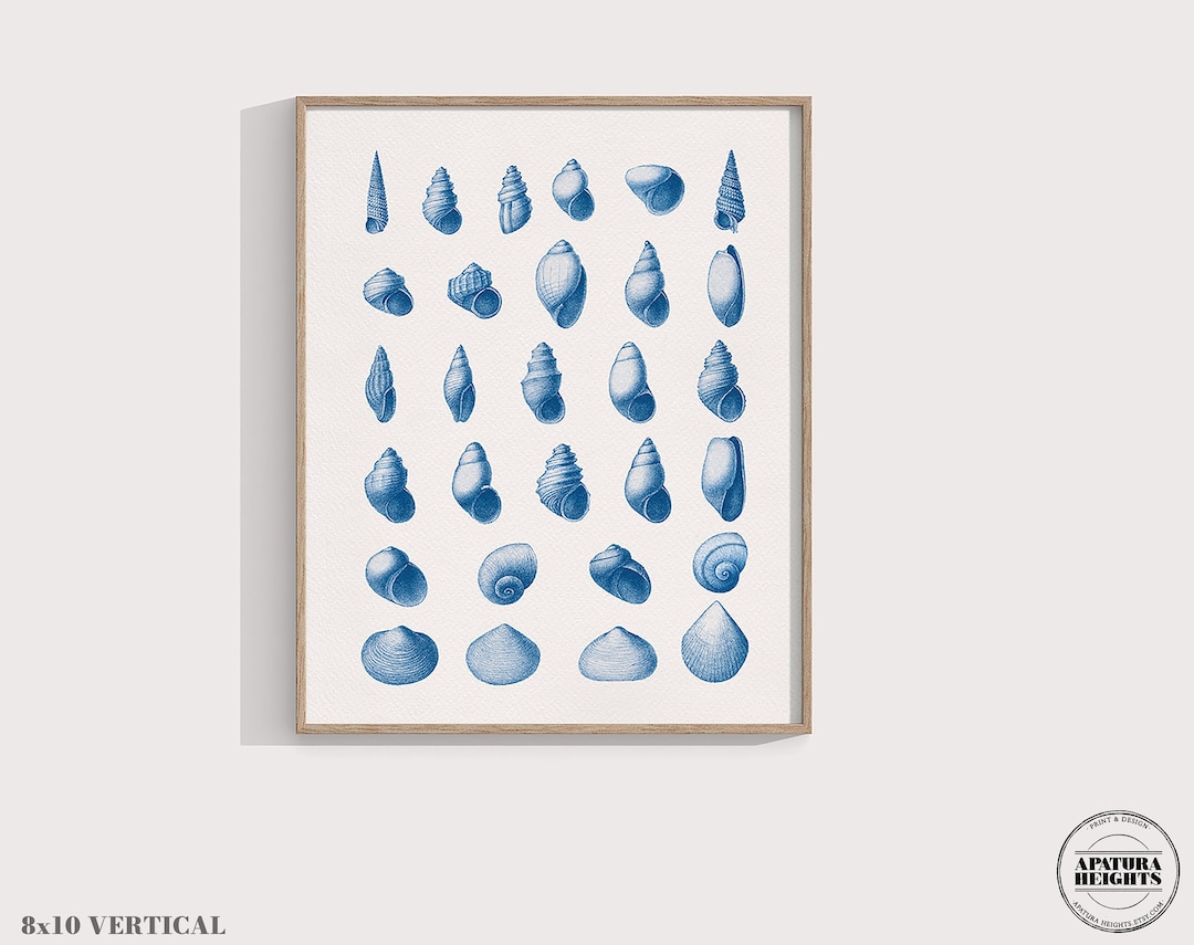Blue Sea Shell 8x10 Print, Shell Collection Poster, Ocean Blue Wall Art ...
