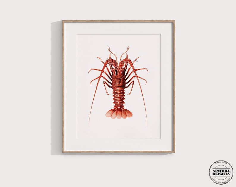 Spiny Lobster Print, Crayfish Crustacean Wall Art Nautical Marine ...
