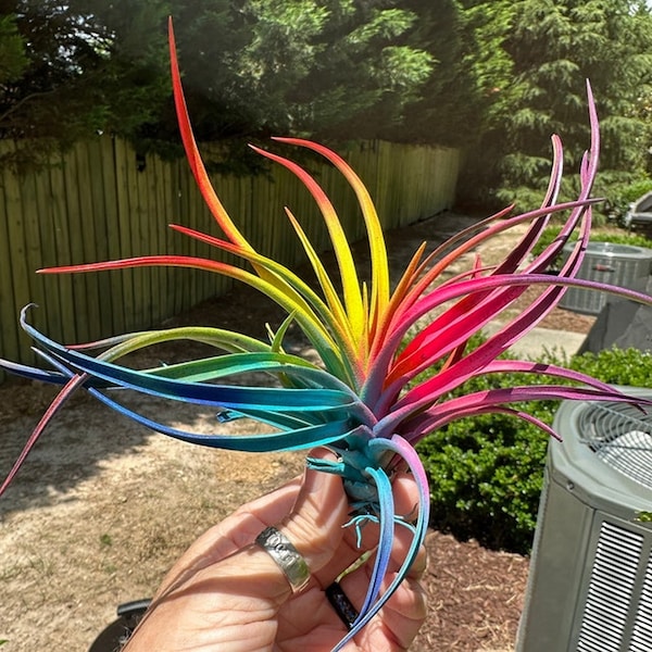 Color Enhanced Air Plants - Etsy