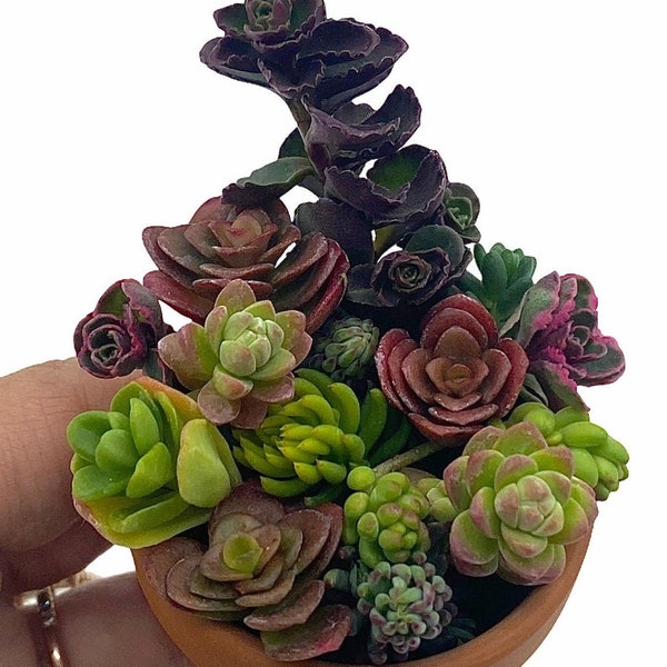 Hypoestes Phyllostachya - Etsy