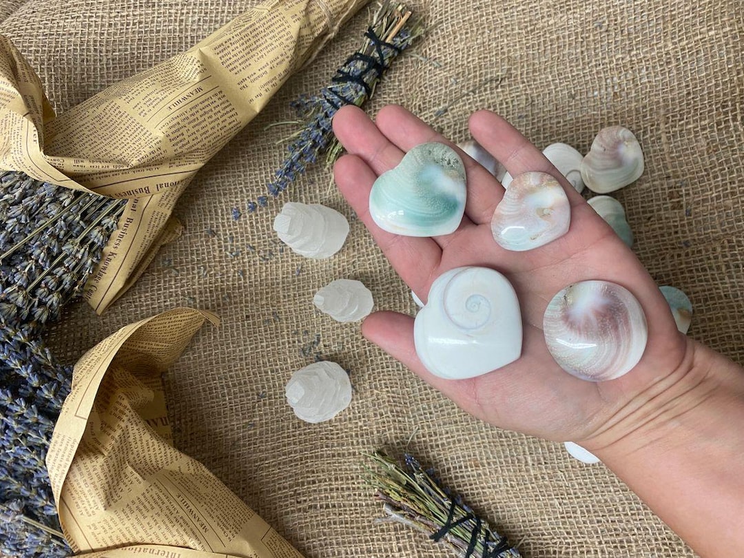 Shiva Shell: Pacific Cat's Eye, Luck and Creativity Stone - Etsy