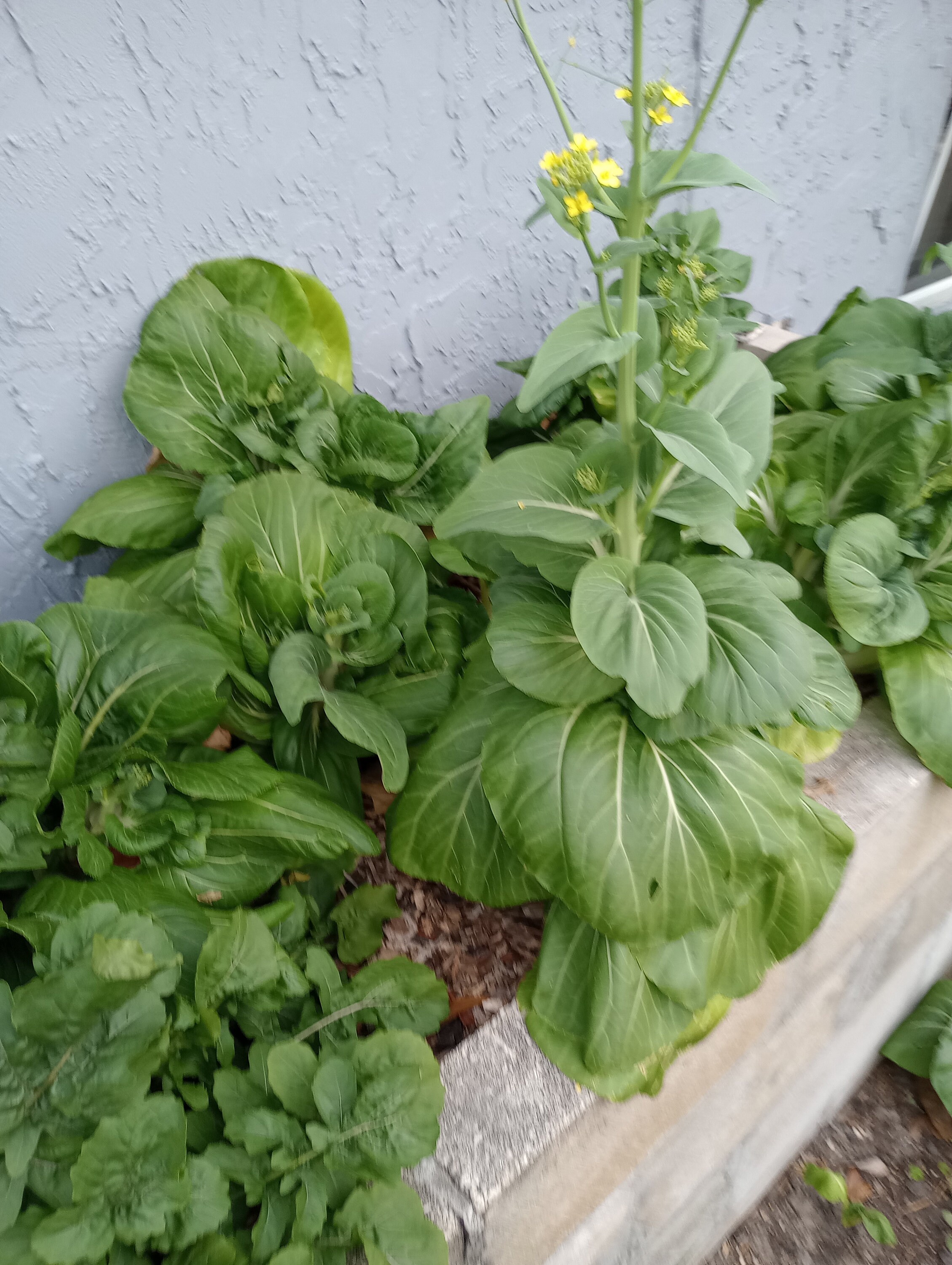 Organic Bok Choy Seeds, White Stem pak Choi Chinese Cabbage Non-gmo 150 ...