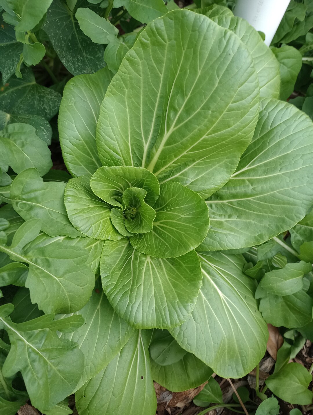 Organic Bok Choy Seeds, White Stem {pak Choi} - Chinese Cabbage Non-gmo ...