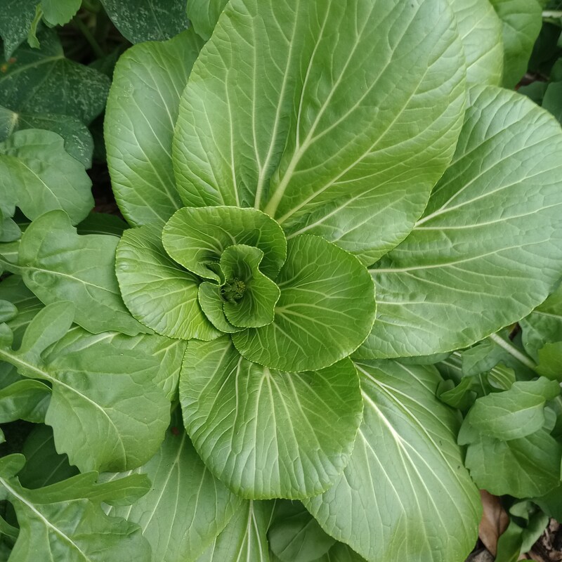 Bok Choy - Etsy