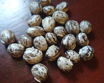 Velvet Bean mucuna Pruriens Itchless Cultivar 20 Seeds - Etsy