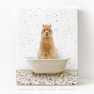 Alpaca in Vintage Bathtub, Terrazzo Bath Style, Animal in Tub, Bathroom ...