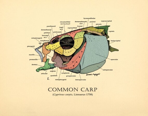 Carp Skull Labeled Diagram Biological Illustration Osteology - Etsy