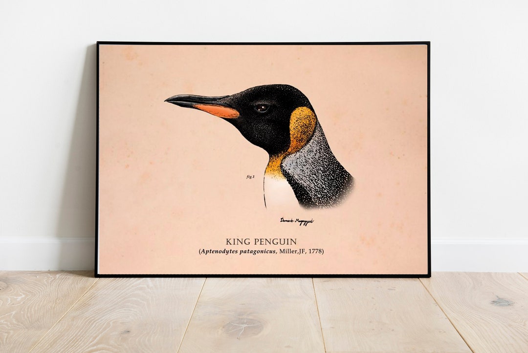 Penguin Wall Art, Classic Scratchboard Illustration of a King Penguin ...