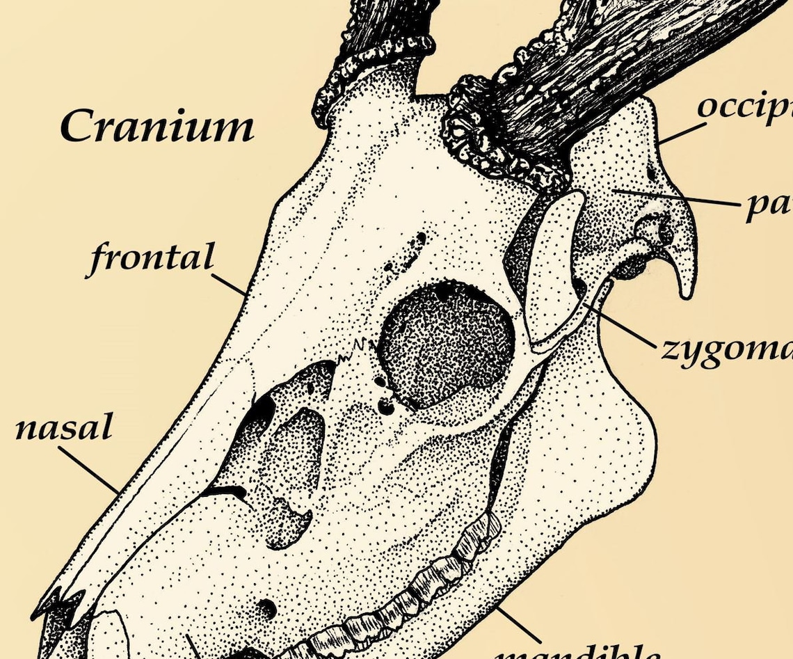 Buck Skull Diagram, Hand-drawn Ink Illustration by Domenic Magazzeni ...