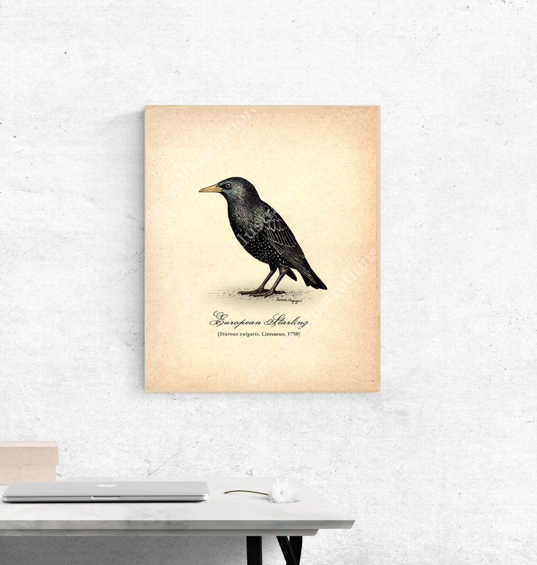 European Starling Ink Illustration digital Download Classic-style Ink ...